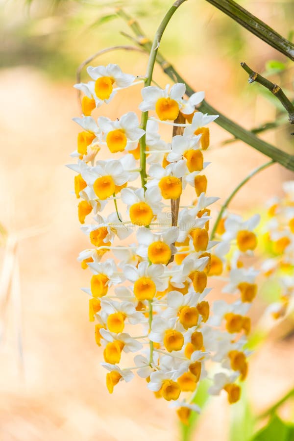Yellow orchid flower stock photo. Image of flower, color - 81437618