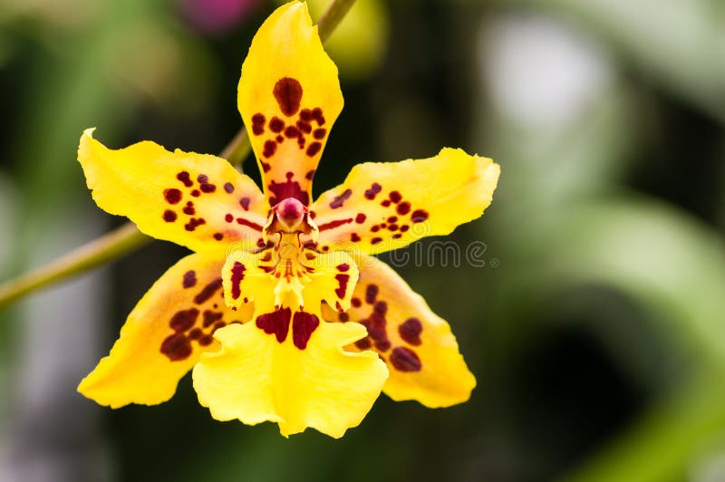 Yellow Orchid Flower in Bloom Stock Image - Image of plants, petal ...