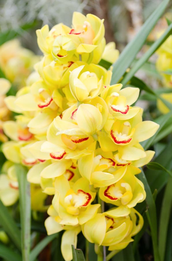 Yellow orchid flower stock photo. Image of blooming, outdoor - 88704422