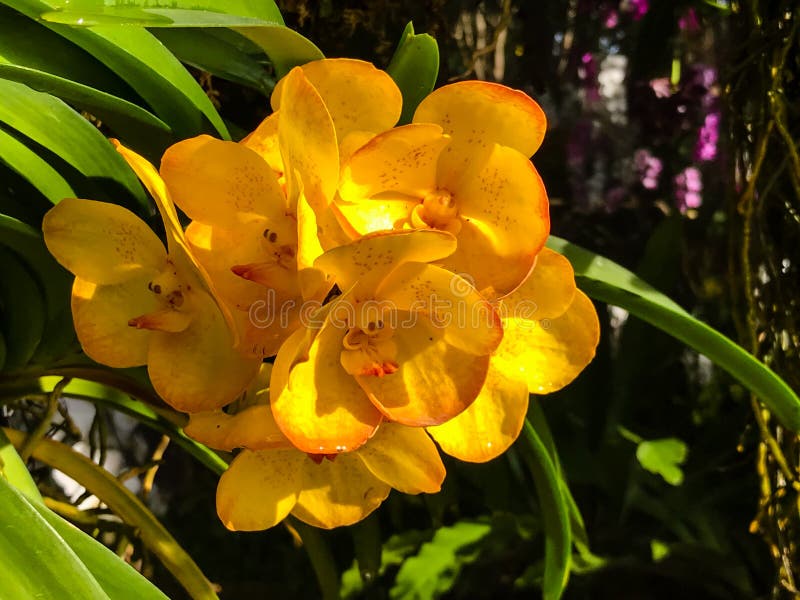 Yellow orchid flower stock photo. Image of symbol, macro - 172973334