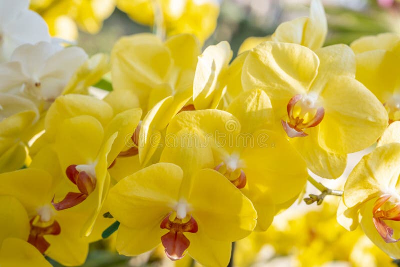 The Yellow Orchid Flower in Orchid Garden. Phalaenopsis Orchid or Moth ...