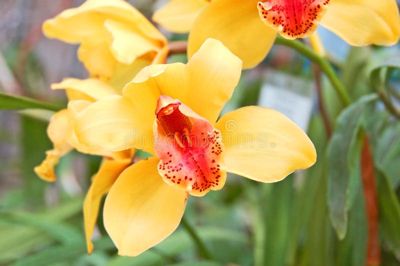 Yellow orchid flower stock image. Image of beauty, botany - 86573567