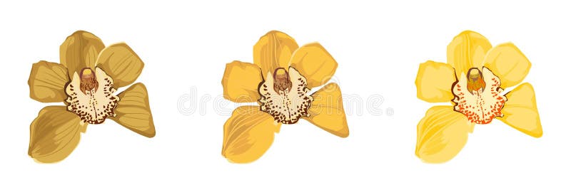 Yellow Orchid Isolated on White Stock Illustration - Illustration of ...