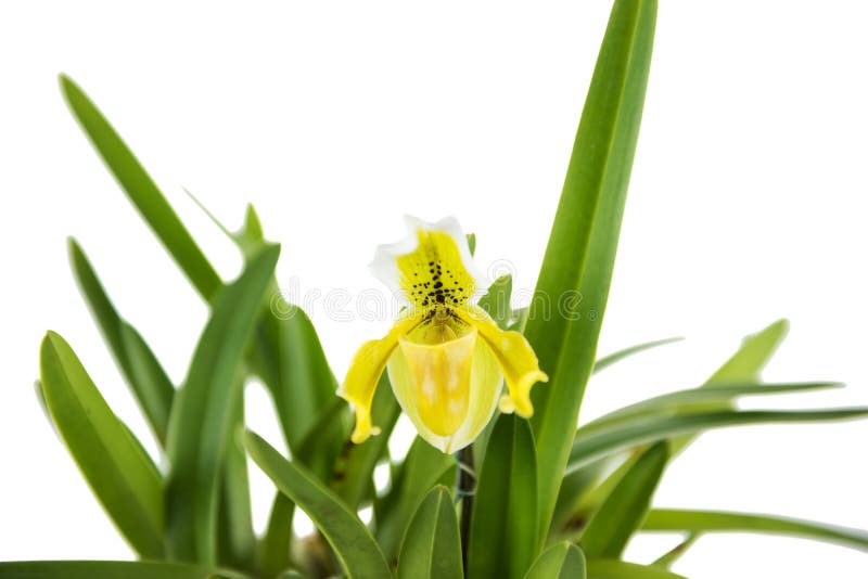 Yellow Orchid Flower Tree Isolated Stock Image - Image of leaf ...
