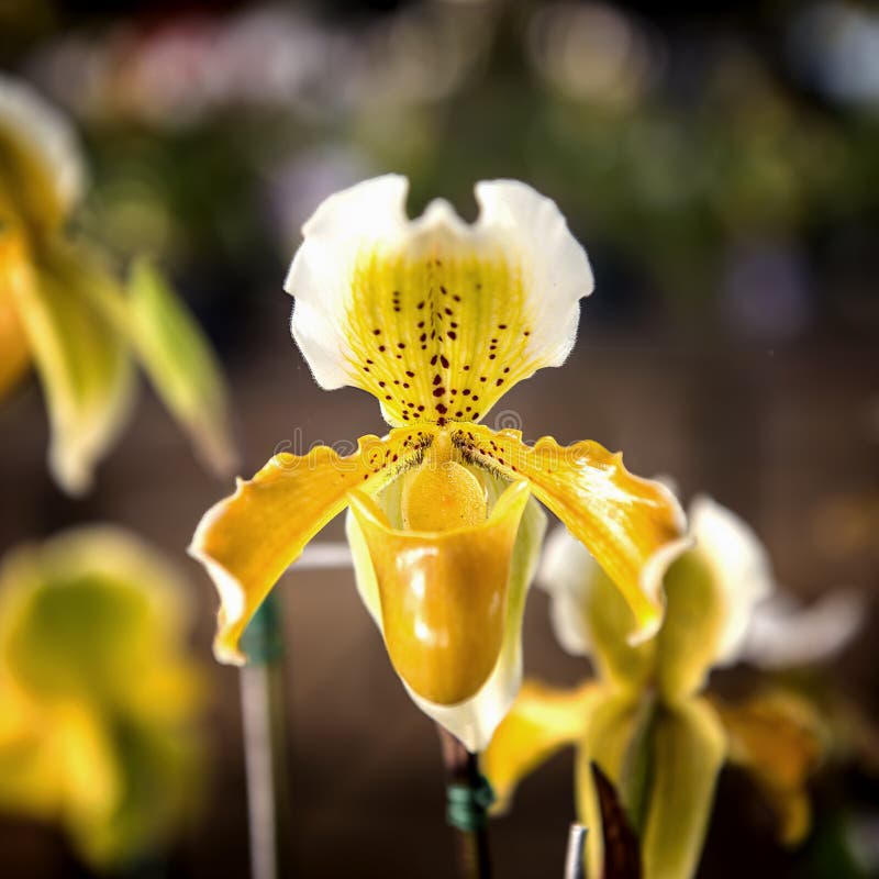 Yellow Orchid Flower Tree.Paphiopedilum Stock Image - Image of blossom ...