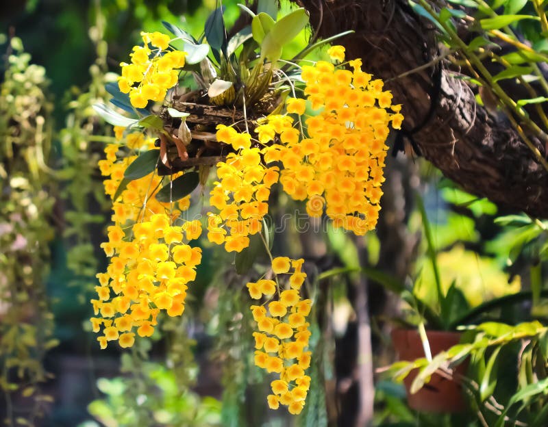 111 Exotic Orchids Hanging Tree Stock Photos - Free & Royalty-Free ...