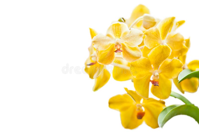 Yellow orchid stock photo. Image of orchid, tropical - 41268480