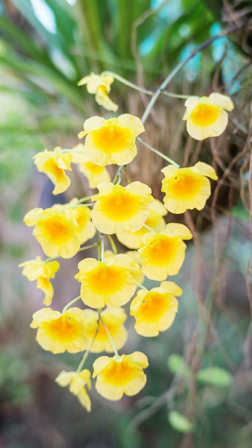 Yellow Orchid in the Garden Stock Image - Image of color, orchidea ...