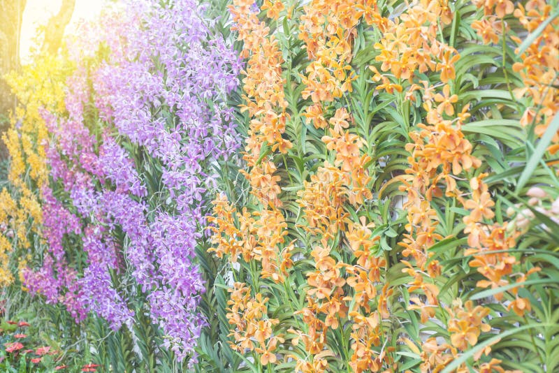 Yellow orchid stock photo. Image of cypripedium, horticulture - 65653736