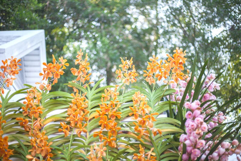 Yellow orchid stock image. Image of effloresce, beautiful - 65653765