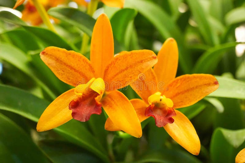 Yellow orchid in garden stock image. Image of plant, yellow - 76542193