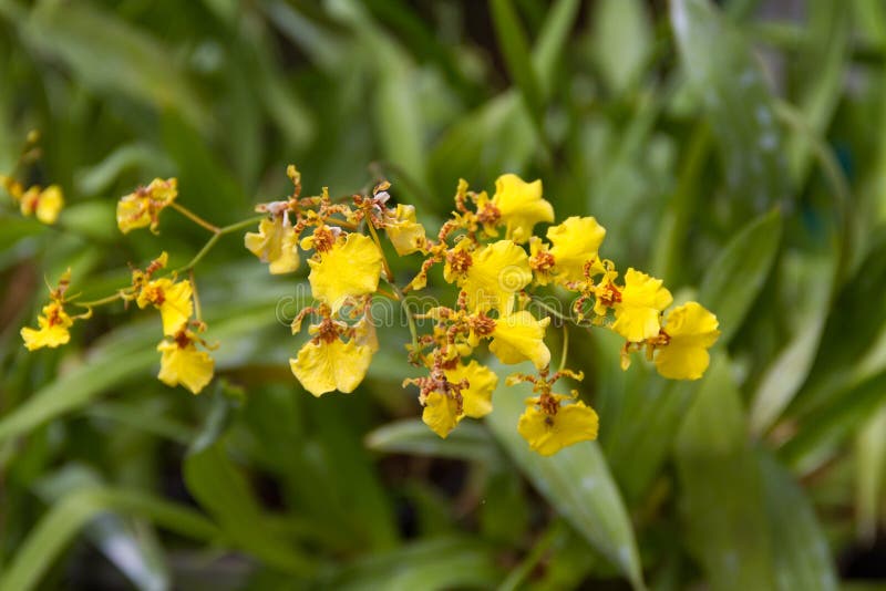 Yellow orchid stock image. Image of blooming, branch - 85320559