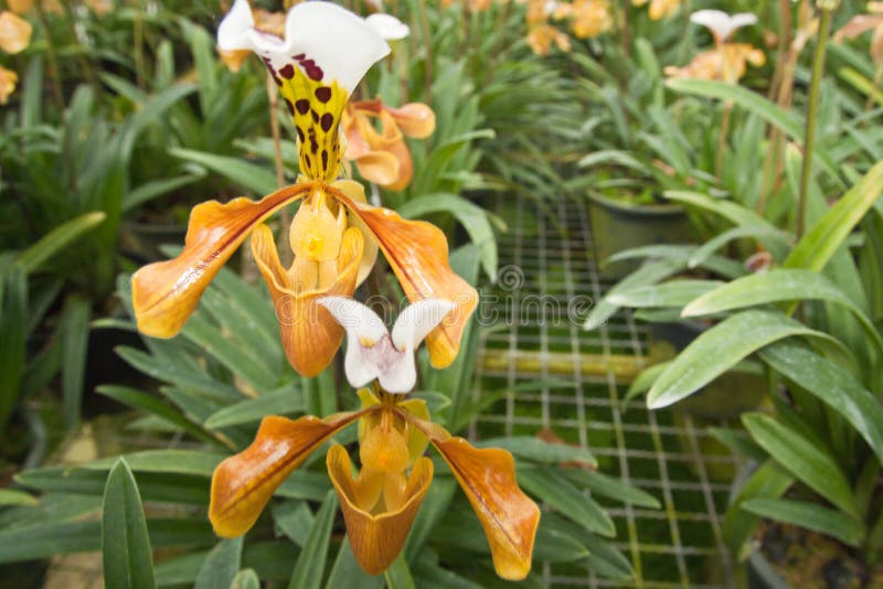 Yellow orchid in Garden stock image. Image of freshness - 48555055