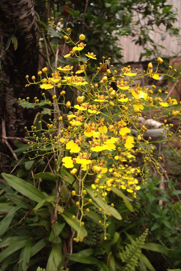 Yellow Orchid in a garden stock image. Image of autumn - 218342023