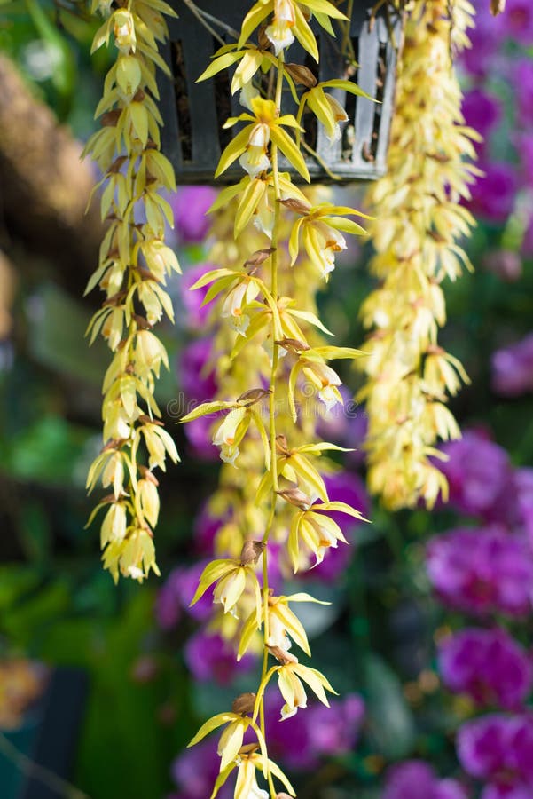 Yellow orchid in garden stock image. Image of background - 84671877