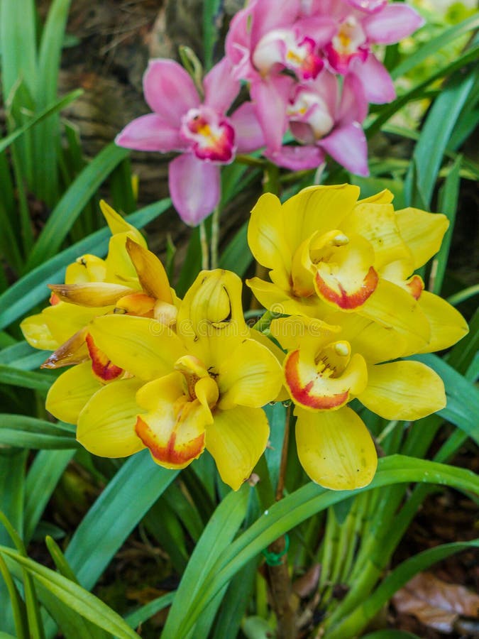 Yellow Orchid in the Garden Stock Photo - Image of closeup, bouquet ...