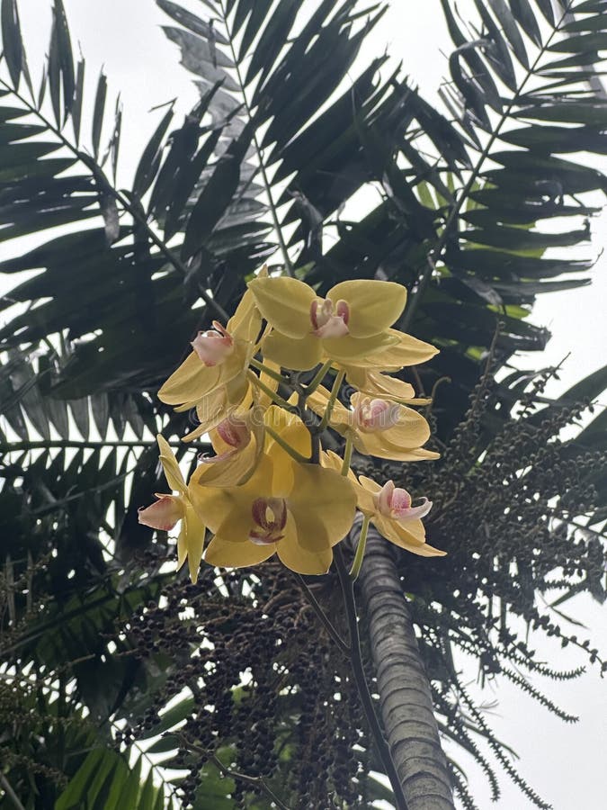 Yellow Orchid is Hanging at the Trees at Bandung Stock Photo - Image of ...
