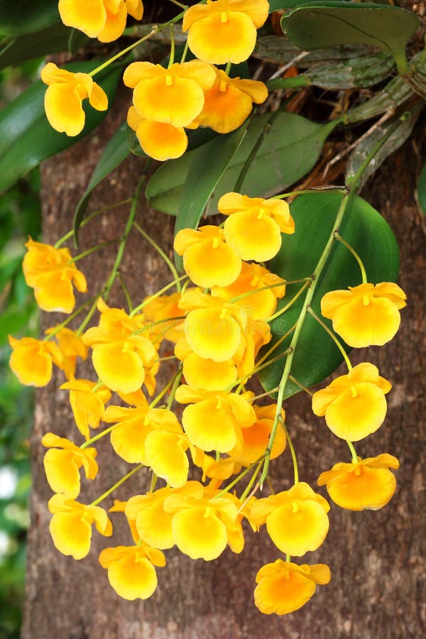 Yellow Orchid, Honey Fragrant Orchids Stock Image - Image of plant ...