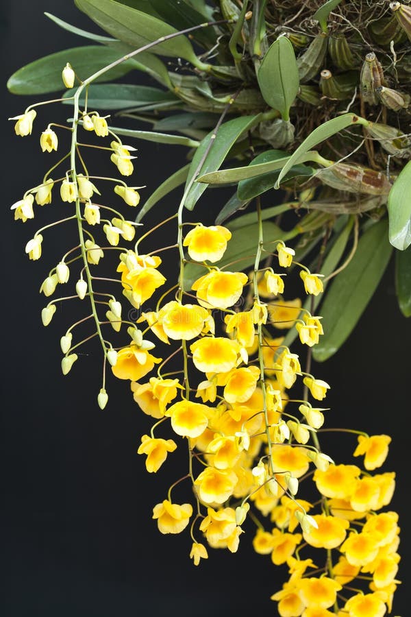 Yellow Orchid, Honey Fragrant Orchids Stock Photo - Image of nature ...
