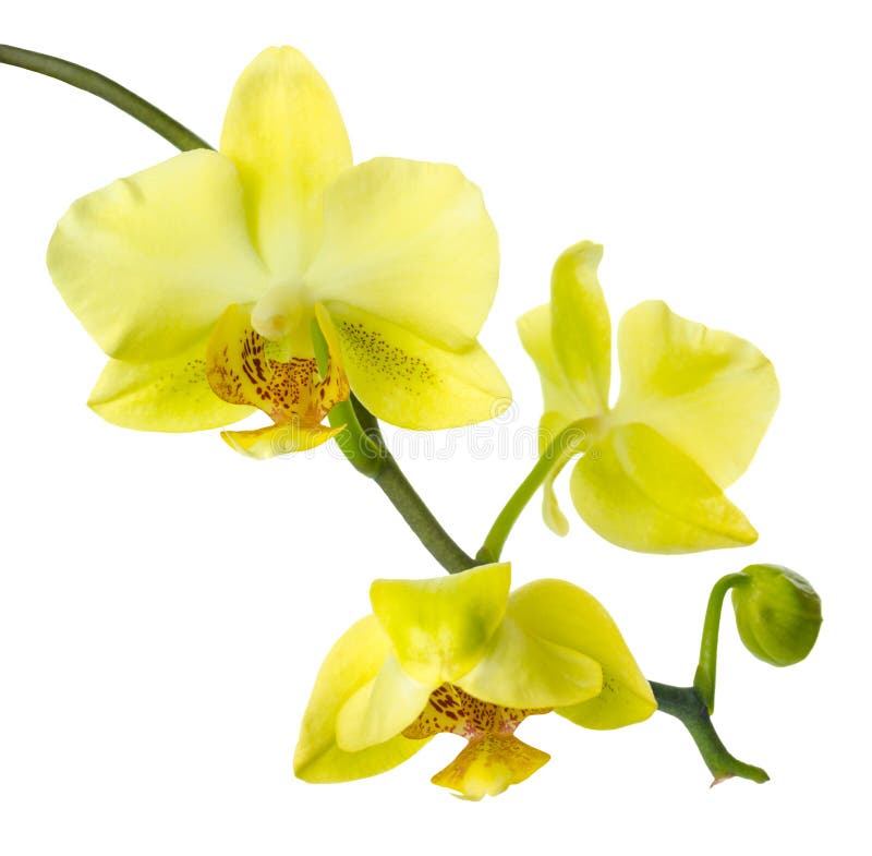 Yellow Orchid is Isolated on a White Background Stock Image - Image of ...