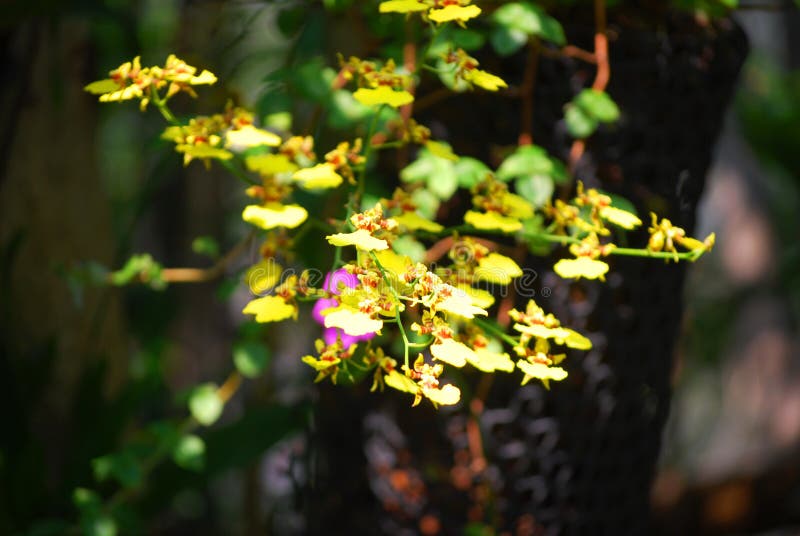 Yellow orchid stock image. Image of floral, elegant, isolated - 38404173