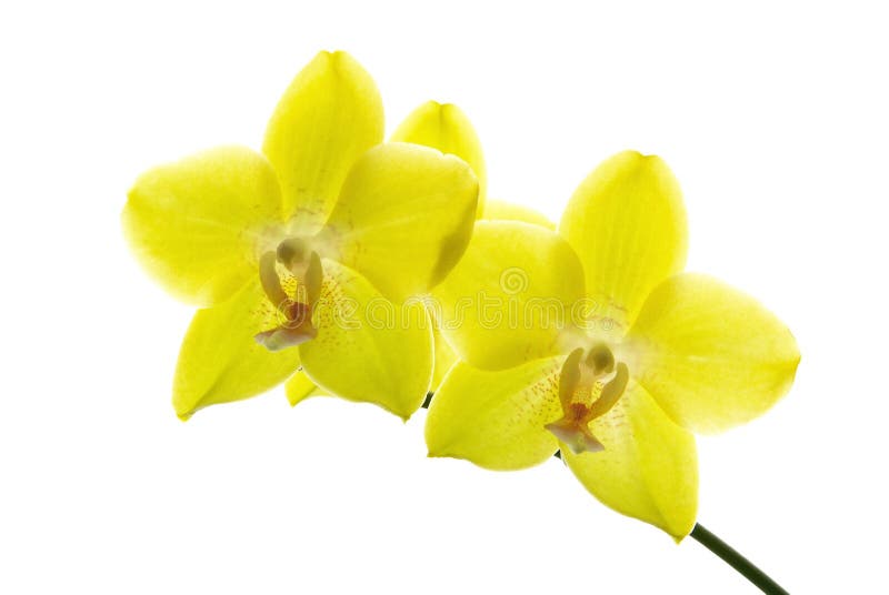 Yellow orchid stock photo. Image of flower, garden, rich - 756482
