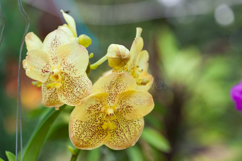 Yellow Orchids Beautiful Colour in the Garden Stock Photo - Image of ...