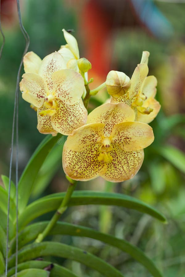 Yellow Orchids Beautiful Colour in the Garden Stock Image - Image of ...