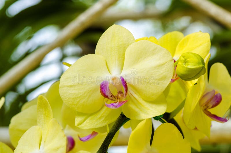 Yellow orchids stock image. Image of botanical, beautiful - 39883747