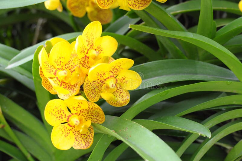 Yellow Orchids stock photo. Image of plant, yellow, flower - 43052864