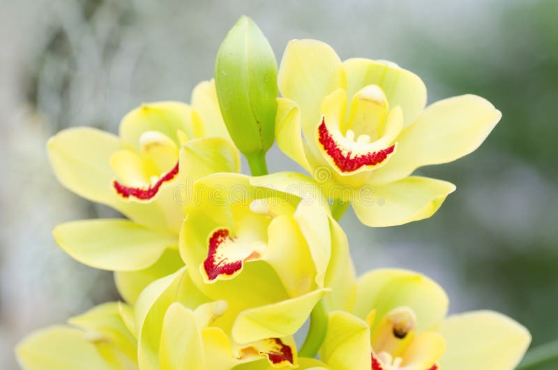 Yellow orchids flower stock image. Image of gardening - 93339811