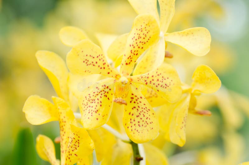 Yellow orchids flower stock image. Image of flower, botanical - 94049129