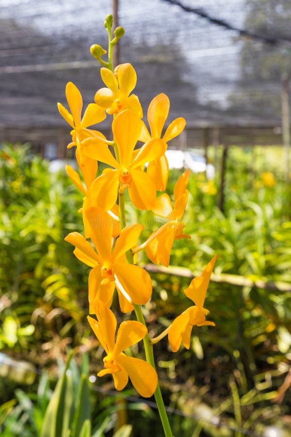 Yellow Orchids in the Flower Garden Stock Photo - Image of nursery ...