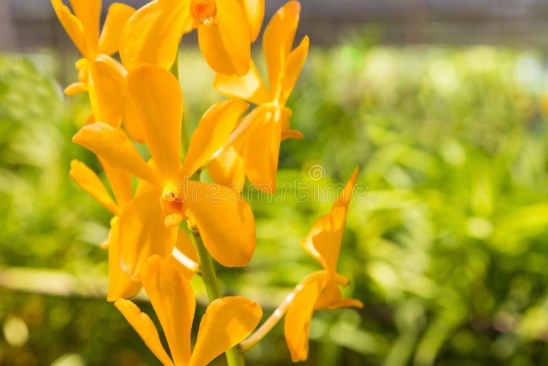 Yellow Orchids in the Flower Garden Stock Photo - Image of decoration ...