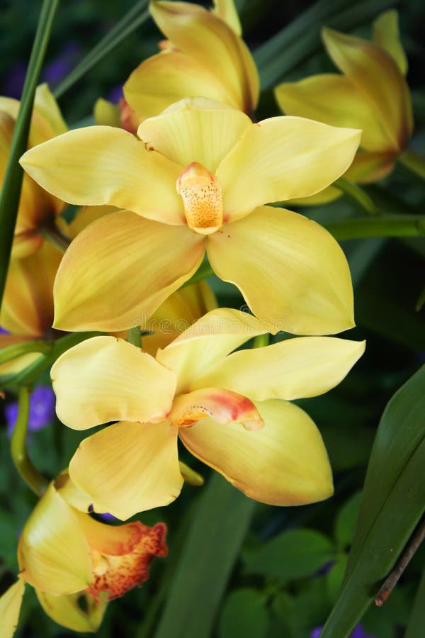 Yellow Orchids stock photo. Image of environmental, decorative - 46919632