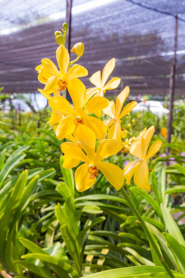 Yellow orchids stock image. Image of colorful, color - 97044765