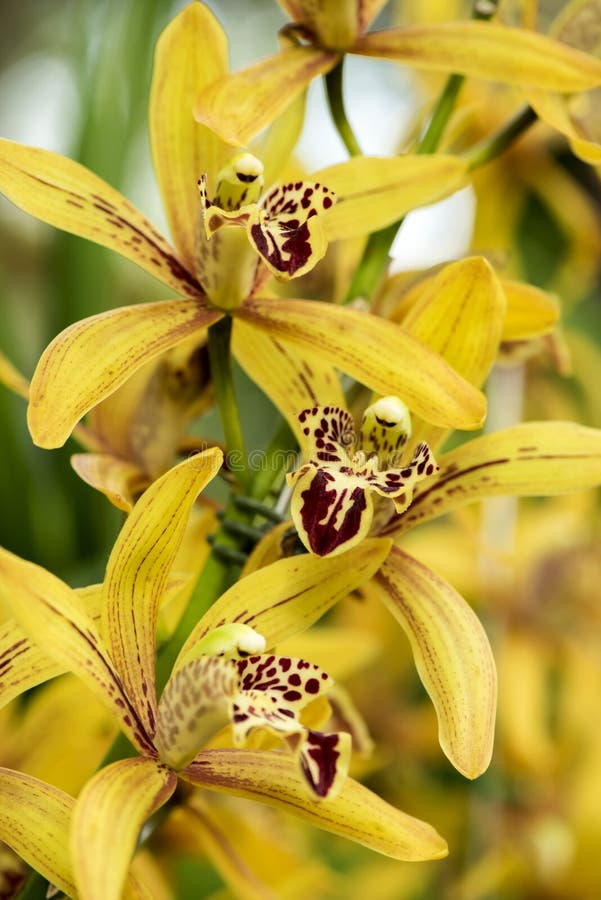 Yellow Orchids are Blooming in the Garden. Stock Photo - Image of tree ...