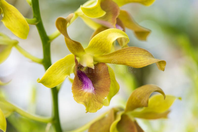 Yellow Orchids on Tree and on a Natural Background. Stock Photo - Image ...