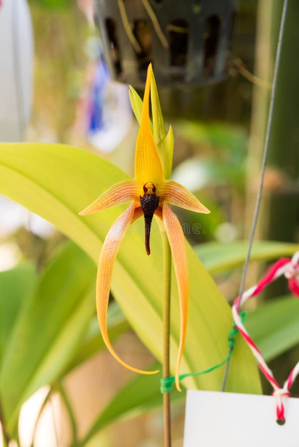 Yellow Orchids on Tree and on a Natural Background. Stock Image - Image ...