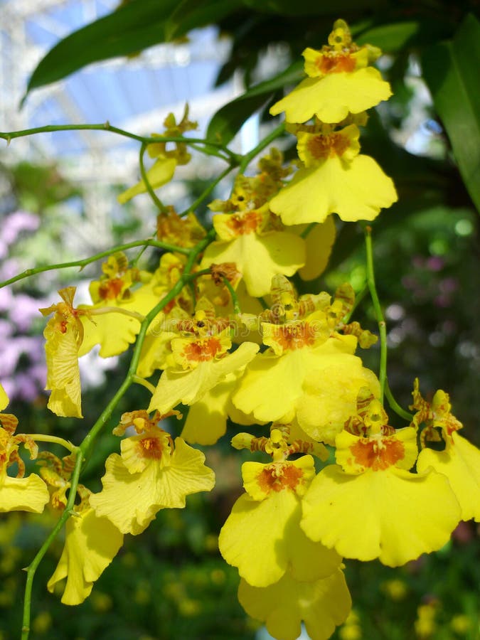 Yellow Orchids /Tropical Orchids Stock Image - Image of nature, beauty ...