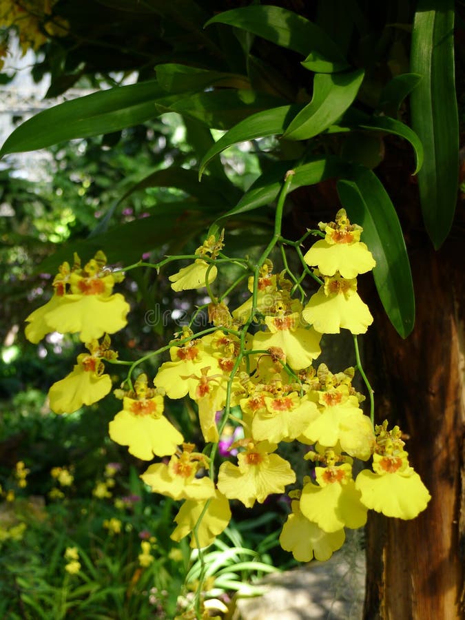 Yellow Orchids /Tropical Orchids Stock Photo - Image of yellow, beauty ...