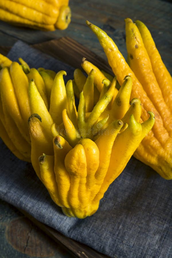 Yellow Organic Buddhas Hand Citrus Stock Photo - Image of food, citrus ...
