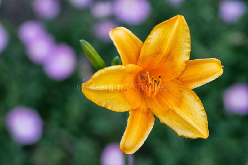 Yellow Oriental Stargazer Lily Stock Photo - Image of bulb, happiness ...