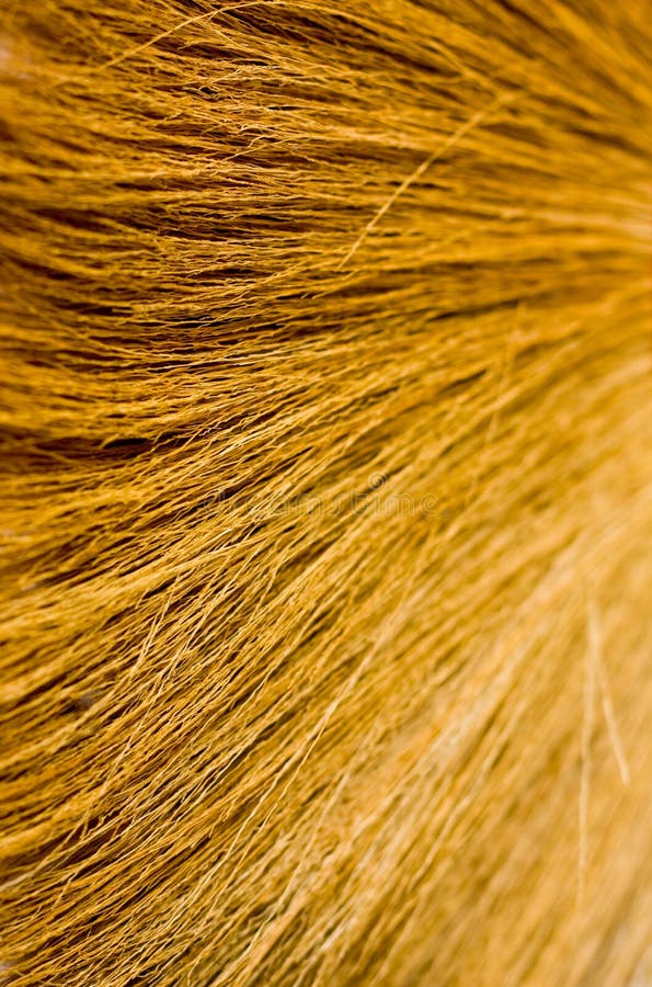 Yellow Oriented Straw Background Natural Texture Stock Photos - Free ...