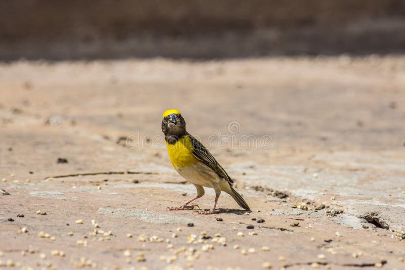 Yellow oriole bird stock image. Image of hooded, asia - 95337149