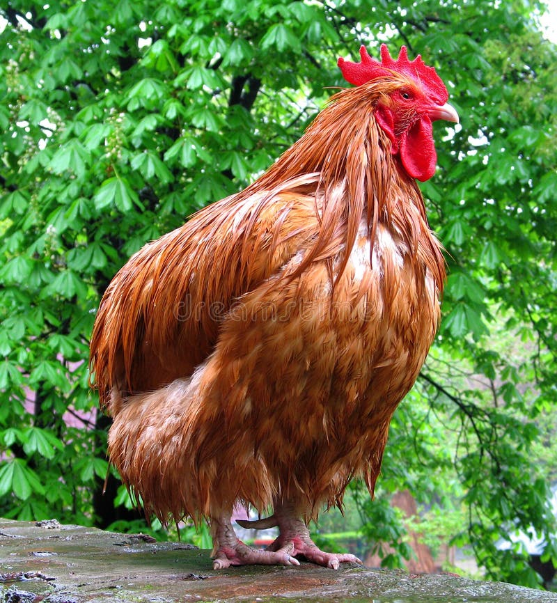 Yellow orpington hen stock photo. Image of serbian, kent - 274513342