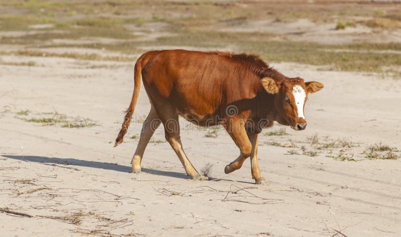 A yellow ox stock photo. Image of livestock, rear, culture - 234493130