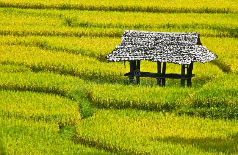 Yellow Paddy Field , Thailand Stock Photo - Image of farm, field: 18055754
