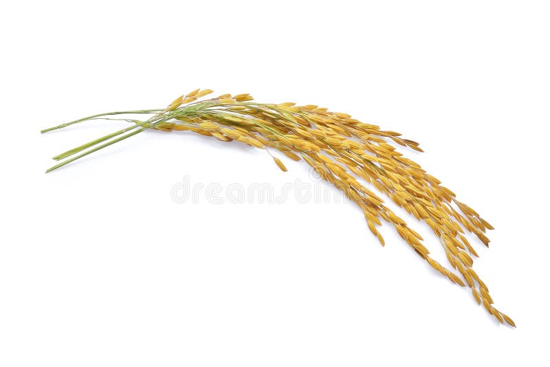 Yellow Paddy Field , Thailand Stock Photo - Image of farm, field: 18055754