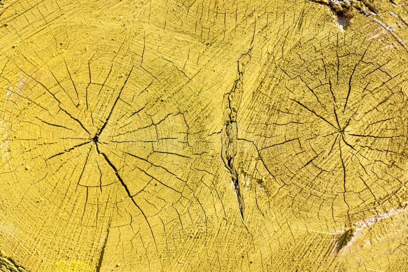 Yellow Painted Cut of a Double Tree Trunk. Stock Photo - Image of bark ...
